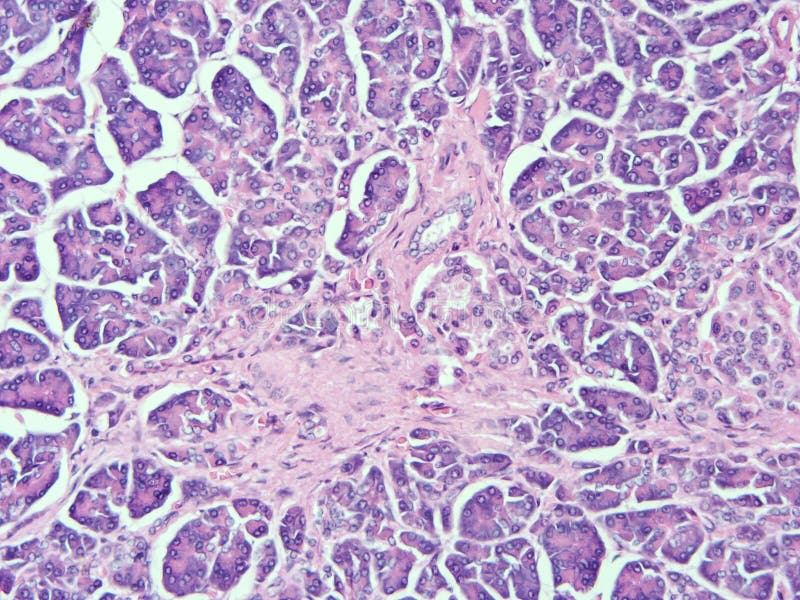 Histology of Human Pancreas Tissue Stock Image - Image of health ...