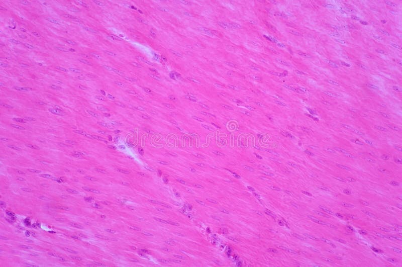 Histology of Human Smooth Muscle Under Light Microscope View Stock ... Histology of Human Smooth Muscle Under Light Microscope View Stock ...