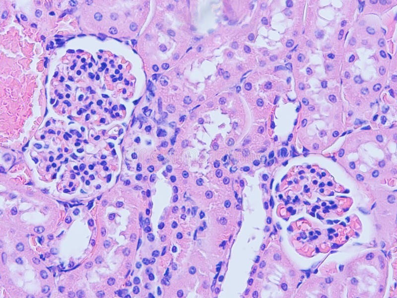 Histology of human tissue stock image. Image of study - 99084479