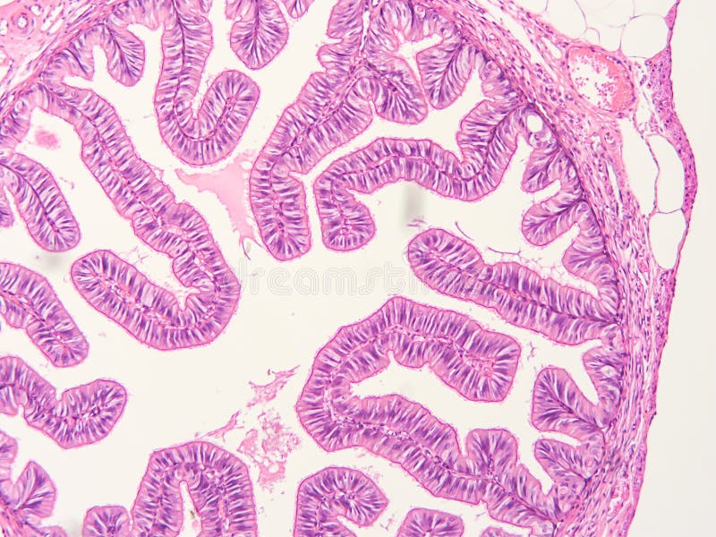 30+ Histology Free Stock Photos - StockFreeImages