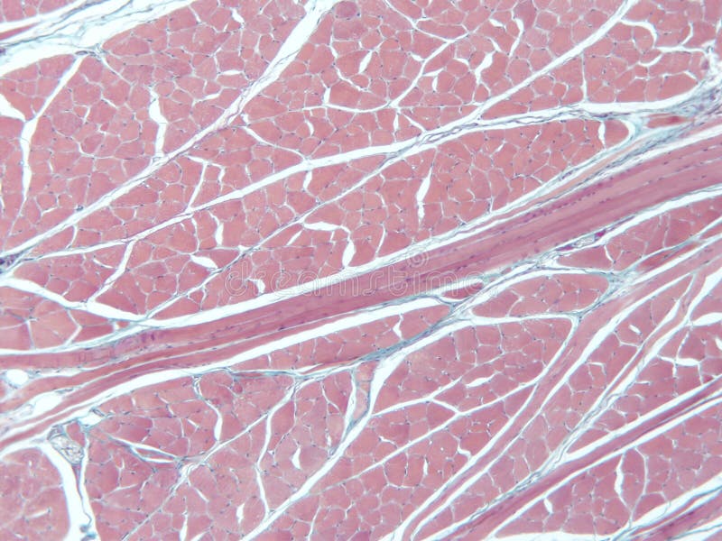 Histology of human tissue stock image. Image of research - 99104251