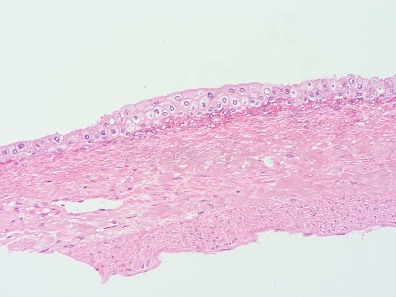 Histology of human tissue stock photo. Image of science - 99104312