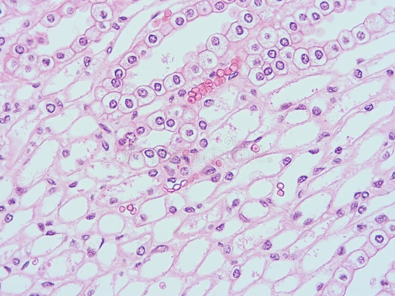 Histology of human tissue stock image. Image of study - 99104597