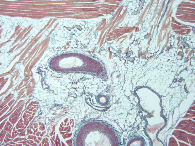 Histology of human tissue stock image. Image of study - 99104217