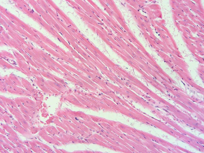 Histology of Heart Human Tissue Stock Image - Image of human, biology ...