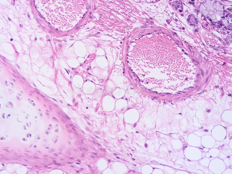 Histology of human tissue stock image. Image of show - 100854529