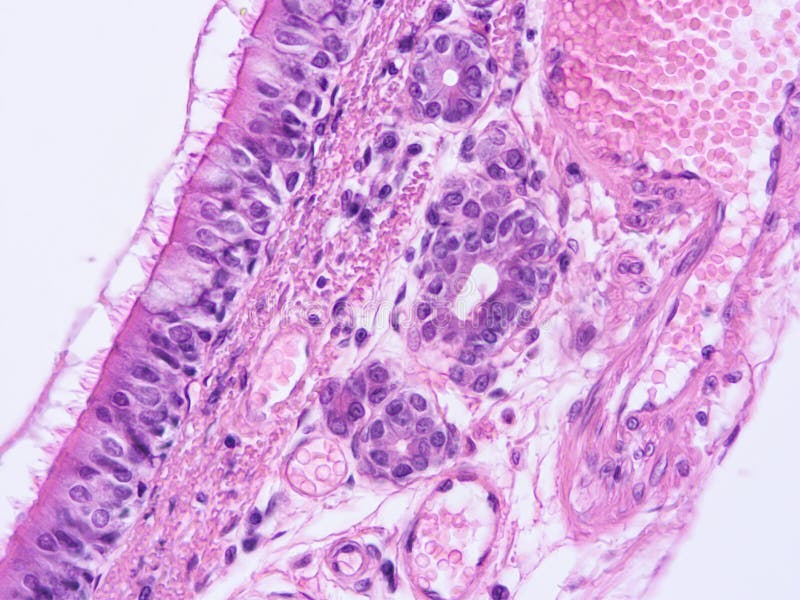 Histology of human tissue stock image. Image of cell - 100854809