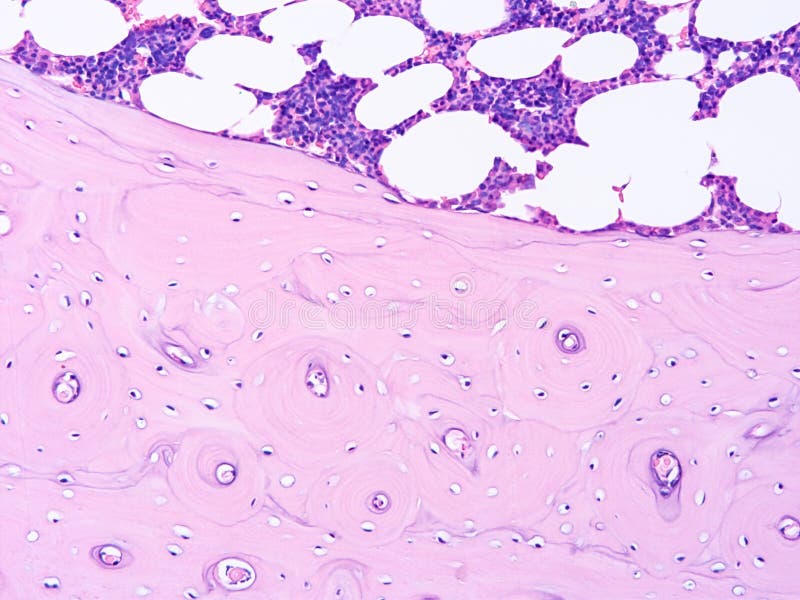 Histology of human tissue stock image. Image of squamous - 100855185