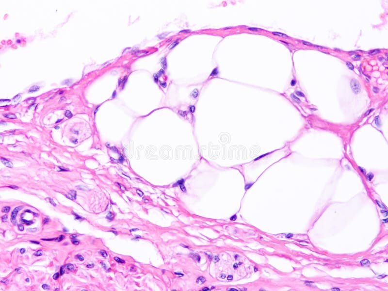 Histology of human tissue stock photo. Image of cuboidal - 143875942