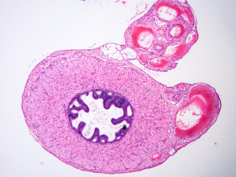 Histology of Human Tissue, Show Kidney Proximal Tubule Epithelial ...
