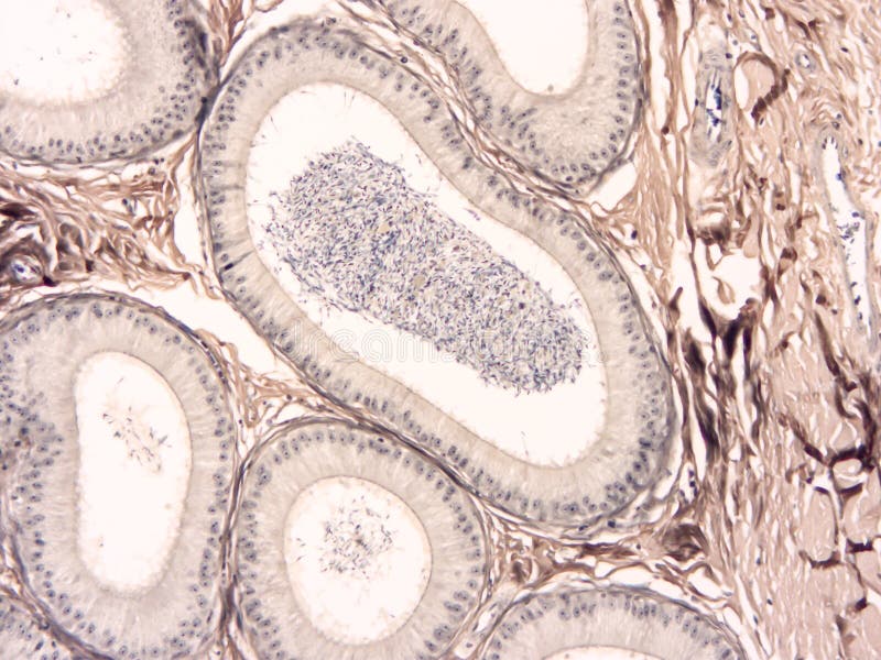Histology of human tissue stock photo. Image of show - 144205682