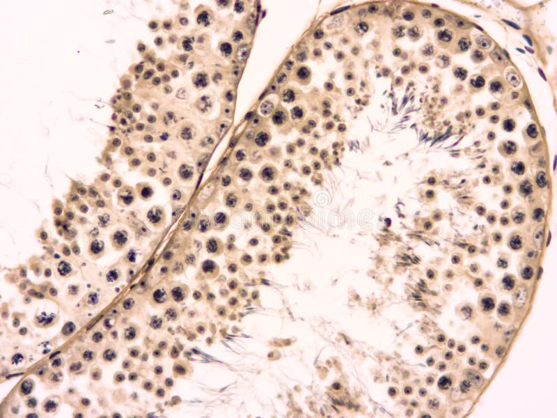 Histology of human tissue stock image. Image of show - 144205915