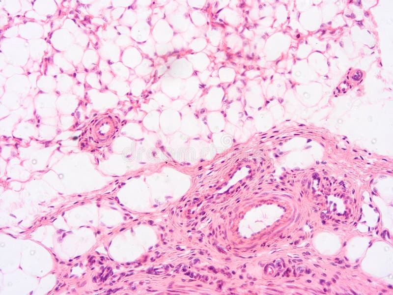 Histology of human tissue stock image. Image of epithelium - 144640681