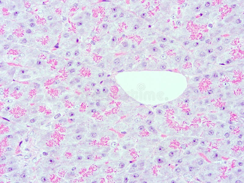 Histology of Human Pancreas Tissue Stock Image - Image of microscopy ...