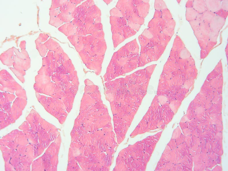 Histology of Human Muscle Tendon Connection Tissue Stock Photo - Image ...