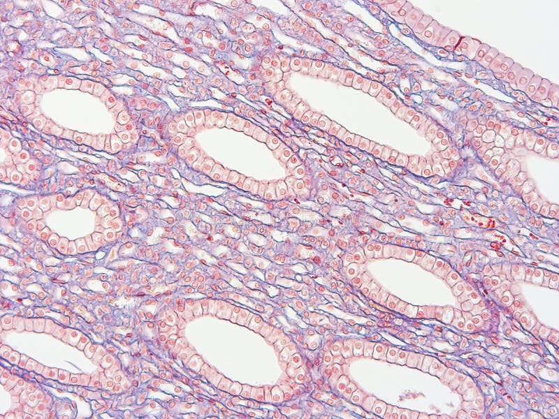 Histology of human tissue stock image. Image of columnar - 99084665