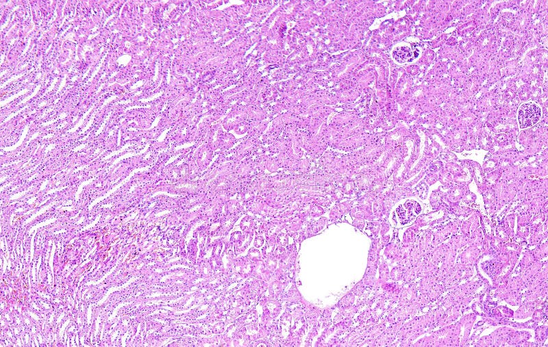 Histology of Human Tissue, Show Kidney Tissue As Seen Under the ...