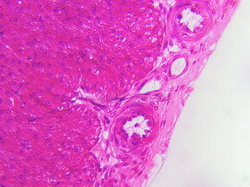 Histology Microscope Image of Mammal Colon Serosa Layer (400x) Stock ...