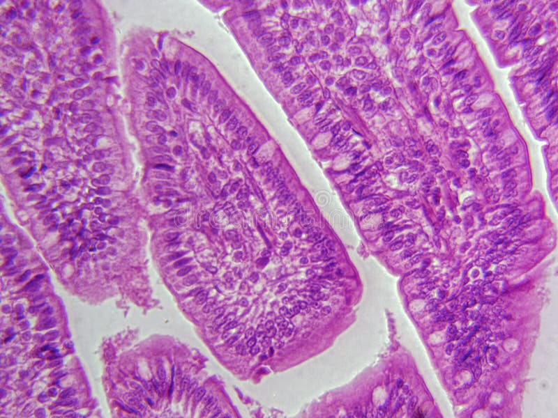 Histology Microscope Image of Mammal Uterine Tube Ciliated Columnar ...