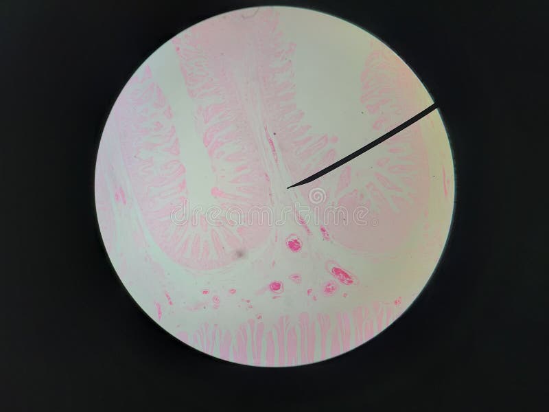 Eye Histology Stock Photos - Free & Royalty-Free Stock Photos from ...