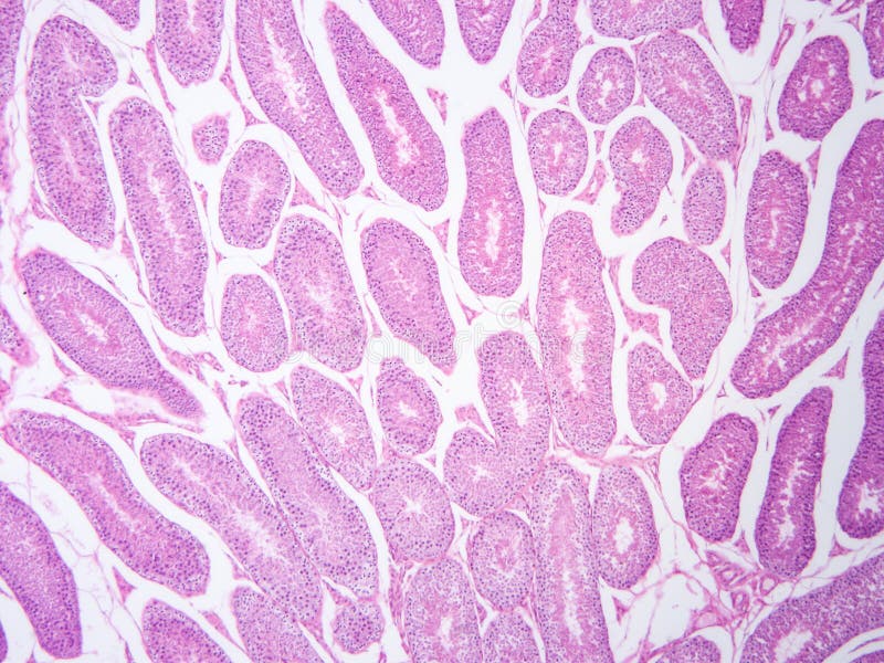 Histology of Testis Human Tissue Stock Photo - Image of human, cuboidal ...