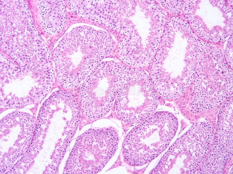 Histology of Testis Human Tissue Stock Photo - Image of human, cuboidal ...