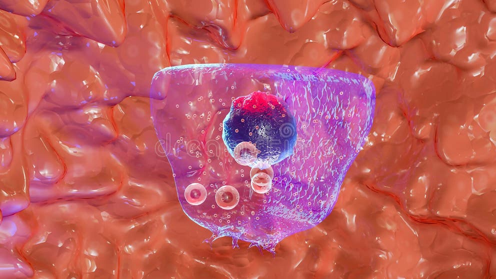 Histology Of Thyroid Gland Follicles Parafollicular Or C Cells