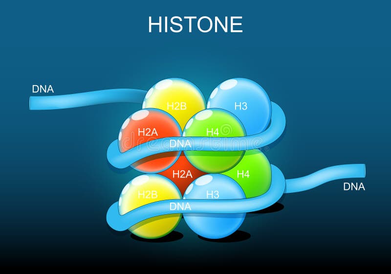 Histone structure stock vector. Illustration of evolution - 333072047
