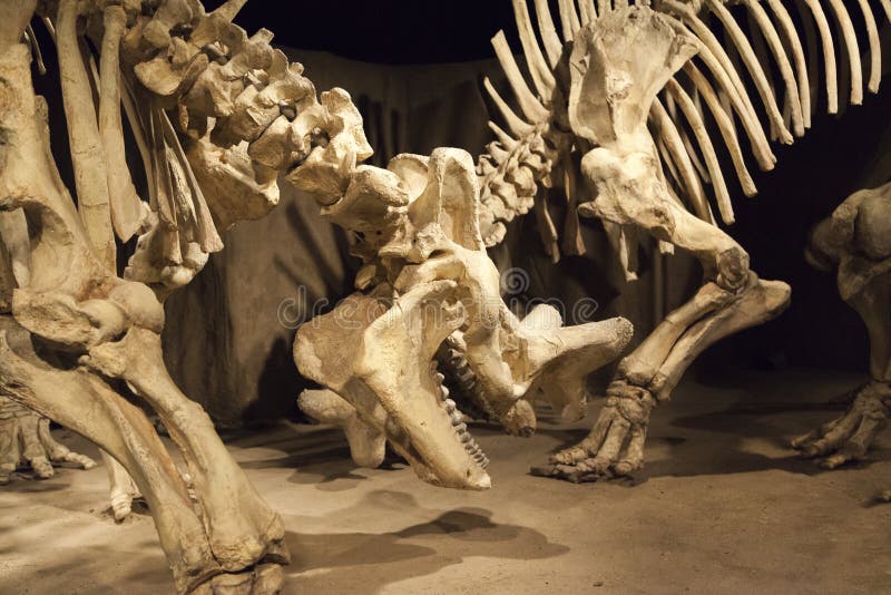 Historia del hueso foto de archivo editorial. Imagen de real - 92267943