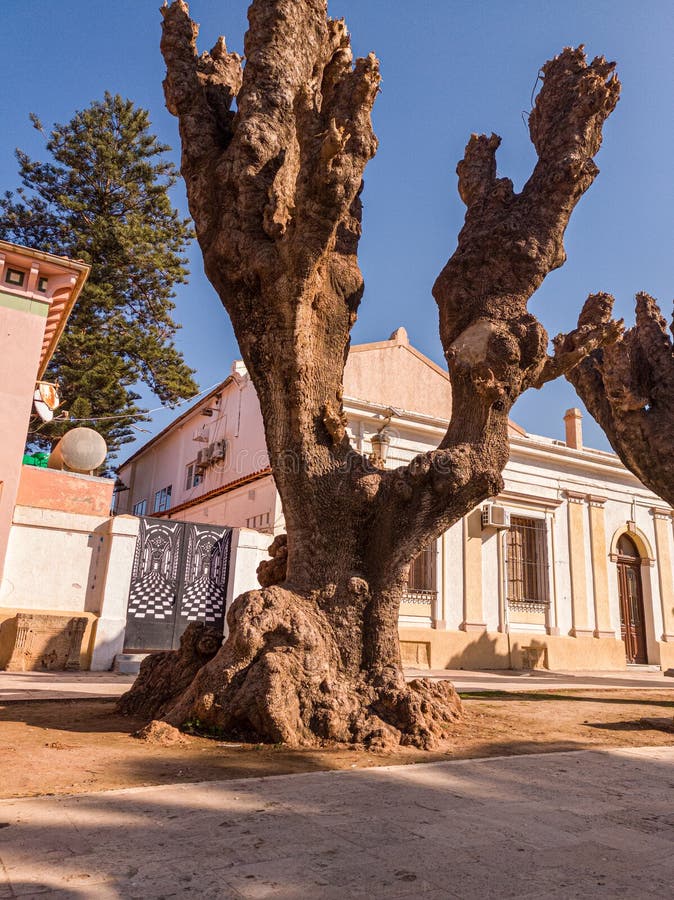 A Historic Big Tree in an Ancient Garden Stock Photo - Image of ...