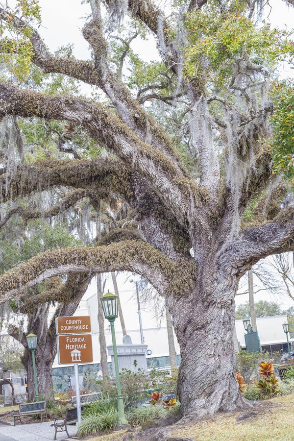Historic Oak Tree in Fron of the Hernando Courthouse Editorial Image ...