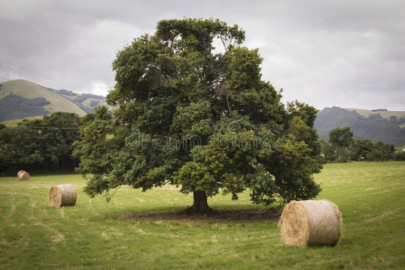 Historic Tree with Hay Balls Stock Image - Image of rural, europe: 42440821