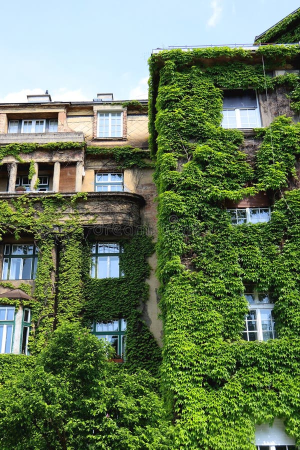 Building Covered in Plants stock photo. Image of window - 269490664