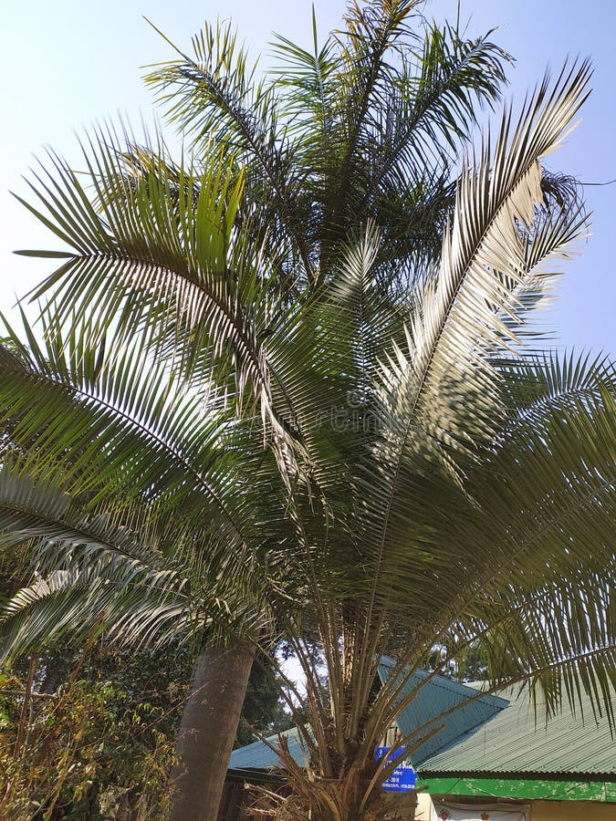 The historical cycus tree stock photo. Image of gree - 172877168