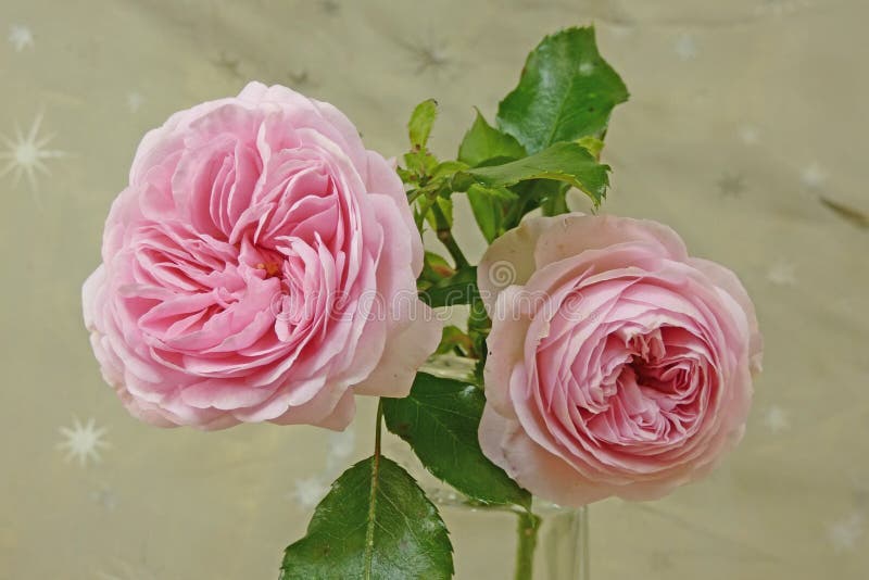 Historical Roses Photographed in the Studio Stock Image - Image of ...
