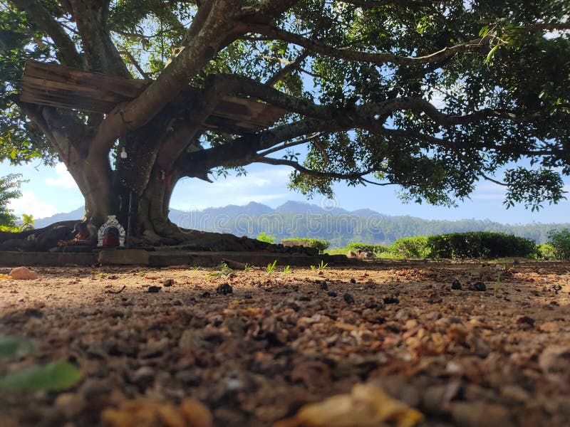Historical Tree in Upcountry Peoples at Nuwaraeliya Editorial ...