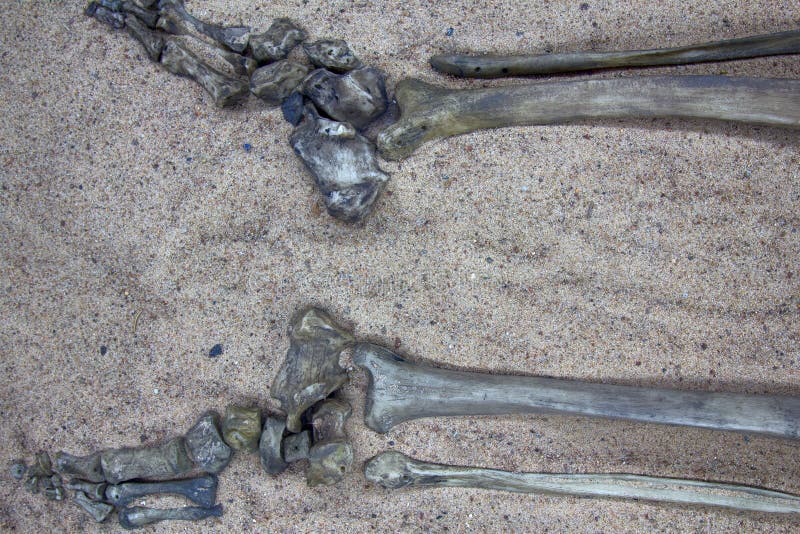 Skeleton (leg) of Young Warrior Stock Photo - Image of archaeology ...