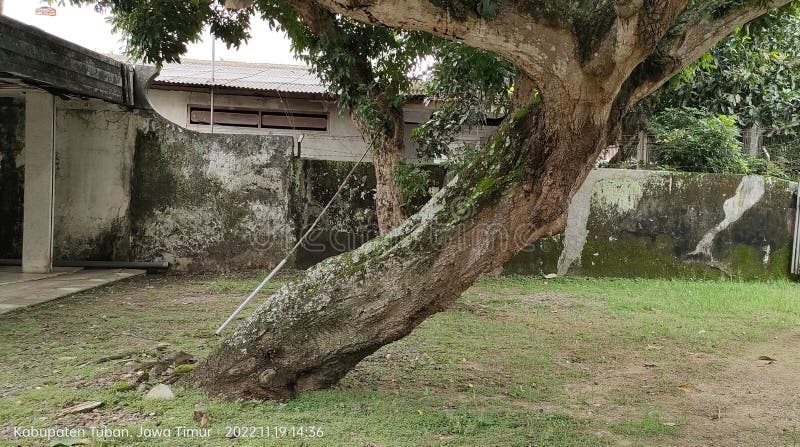 A History of Never Give Up stock photo. Image of growing - 262474550