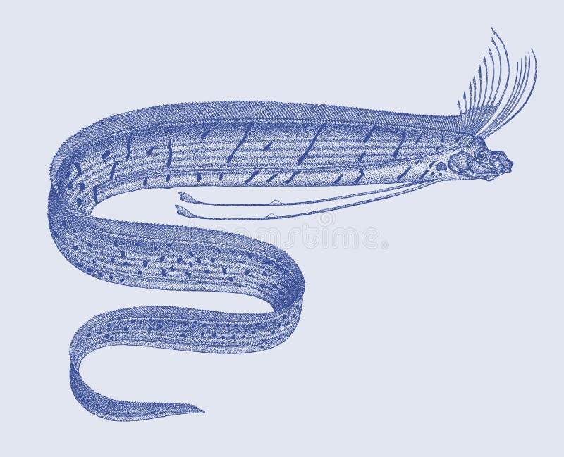 King of Herrings Regalecus Glesne Stock Vector - Illustration of ...