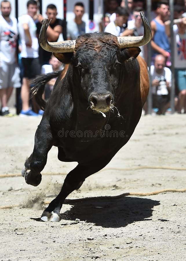 Byk obraz stock. Obraz złożonej z bulling, hiszpania - 103500741