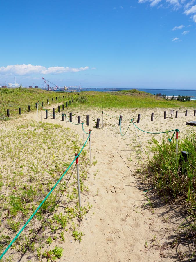 Hitachi Seaside Park, Japan Stock Photo - Image of copy, built: 123278422