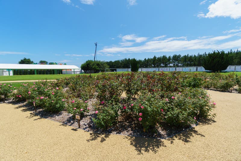Hitachi Seaside Park, Japan Stock Image - Image of city, park: 123278991