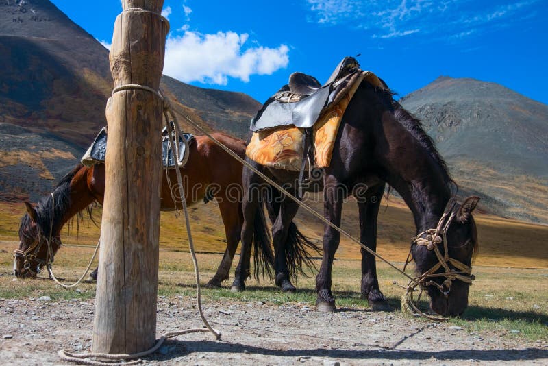 117 Horses Hitching Post Stock Photos - Free & Royalty-Free Stock ...