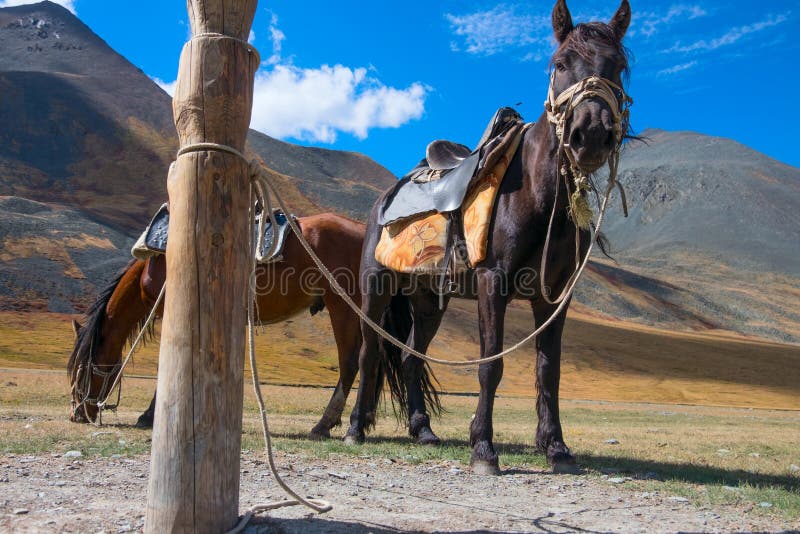 117 Horses Hitching Post Stock Photos - Free & Royalty-Free Stock ...