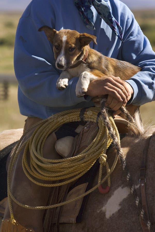 Hitching a Ride stock photo. Image of loyal, mammal, friendly - 460084