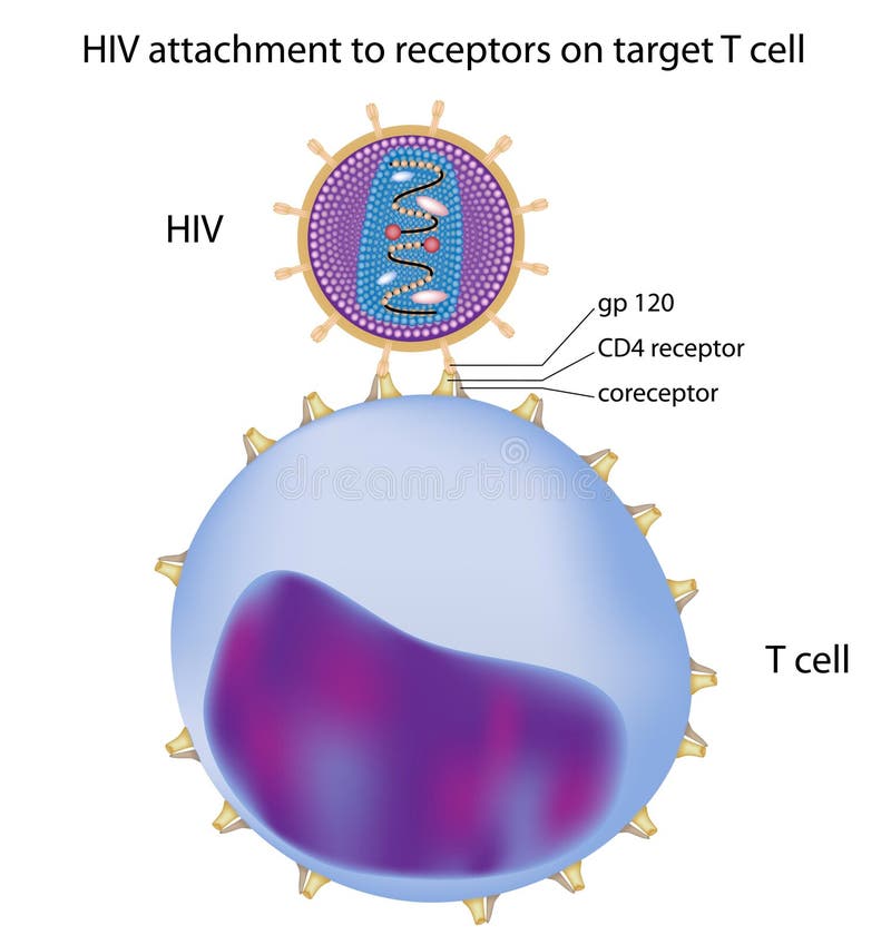 Hiv Virus Cell Structure