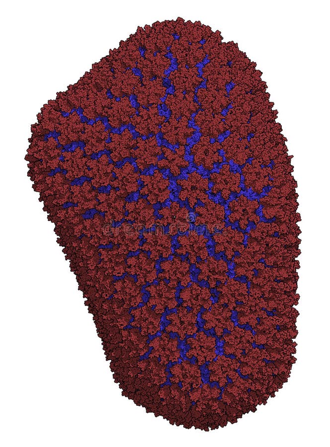 HIV-1 Virus Capsid. Retrovirus, Causative Agent of AIDS. Atomic-level ...