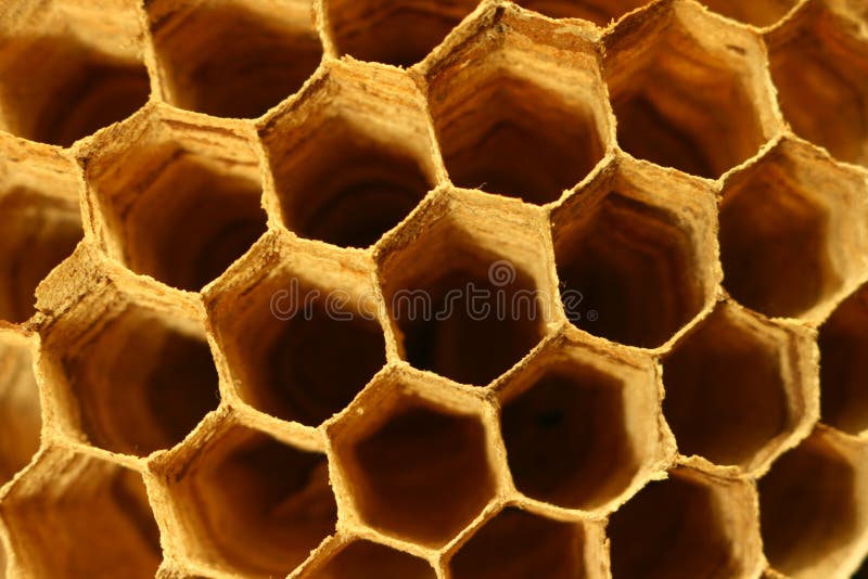 Hive stock image. Image of hexagon, detail, paper, wasp - 18409219