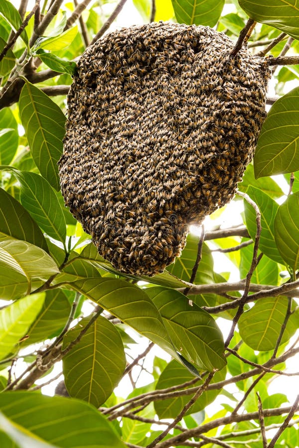 Bee Hive, the real thing stock image. Image of tree, back - 7856093