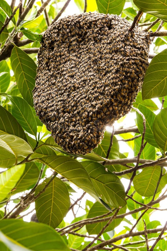 Hive of bees stock image. Image of insect, hive, animal - 42929151